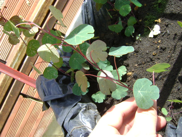 SIEMBRA URBANA DEL CUBIO