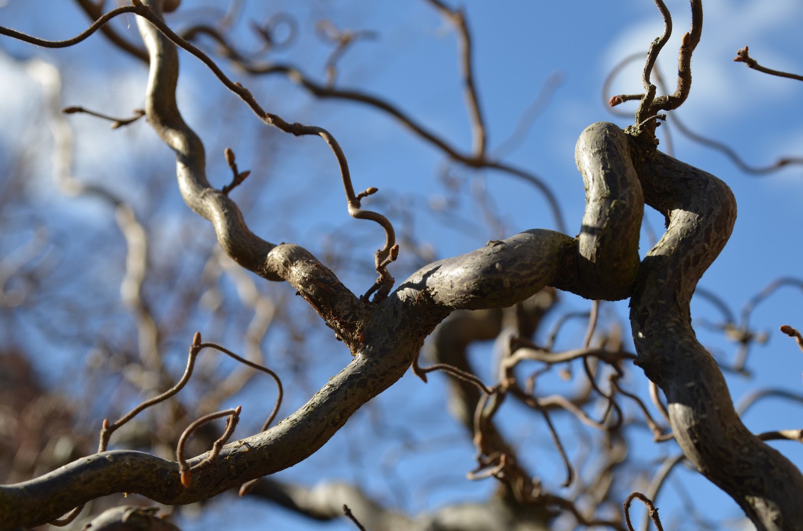 Parkträdgårdsbloggen: Trollhassel vs. Ormhassel