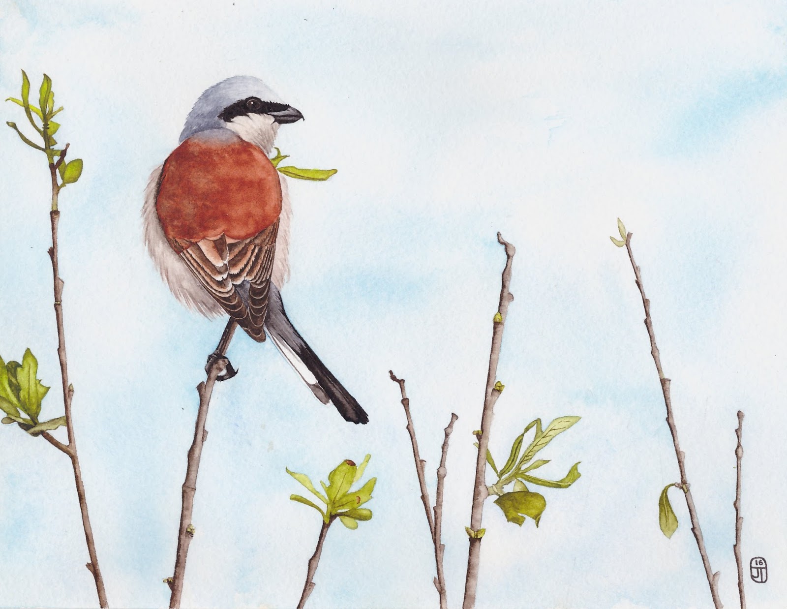 Learn.Draw.BIRD.: Red-backed Shrike painting