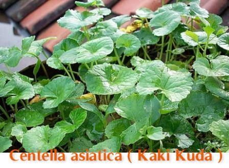 Khasiat Daun Kaki Kuda - ragam manfaat