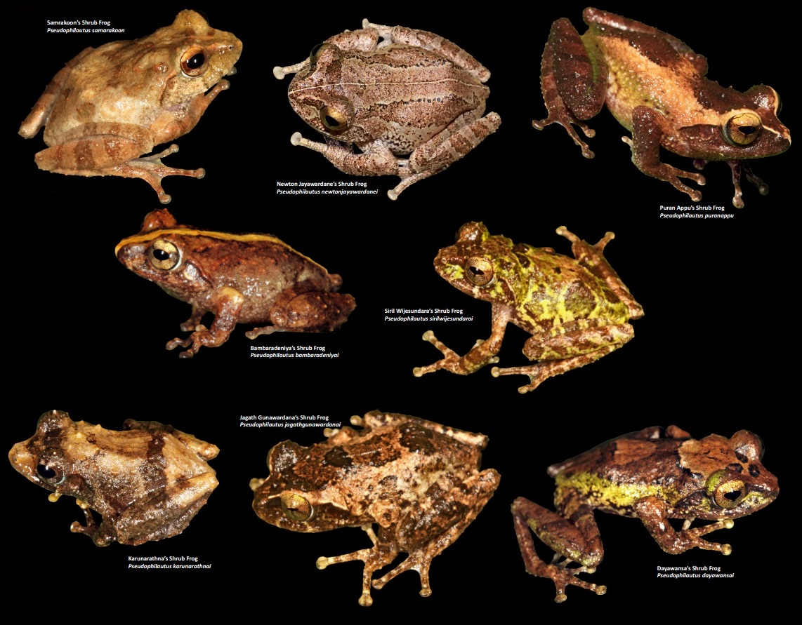 Species New to Science: [Herpetology • 2013] Eight new species of ...
