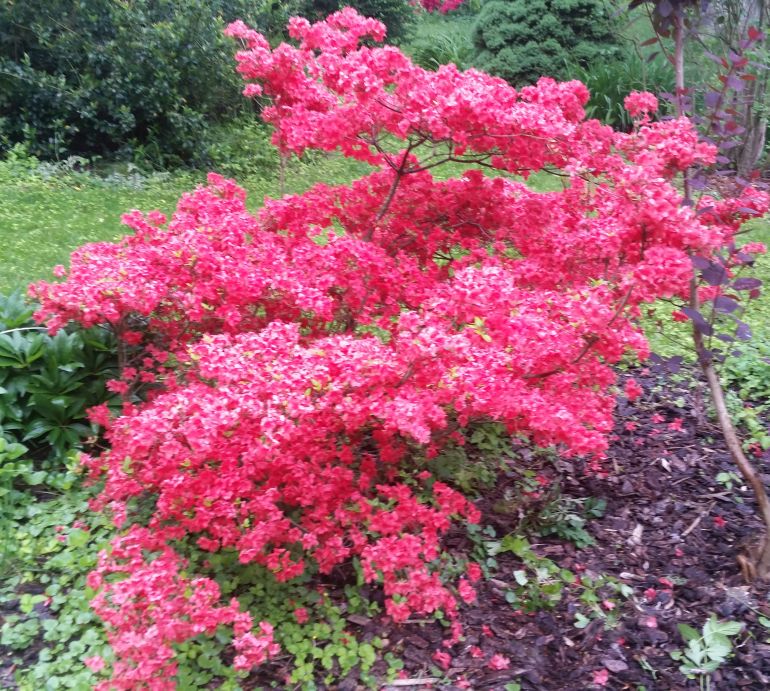 Future Plants by Randy Stewart: Azaleas -Evergreen Hybrids