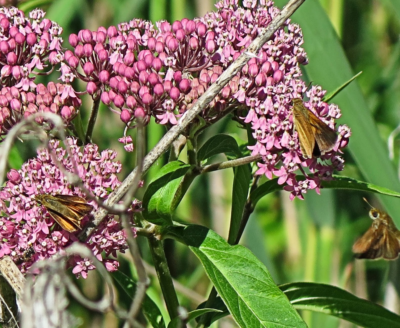 'Burg Birder: More July Insects