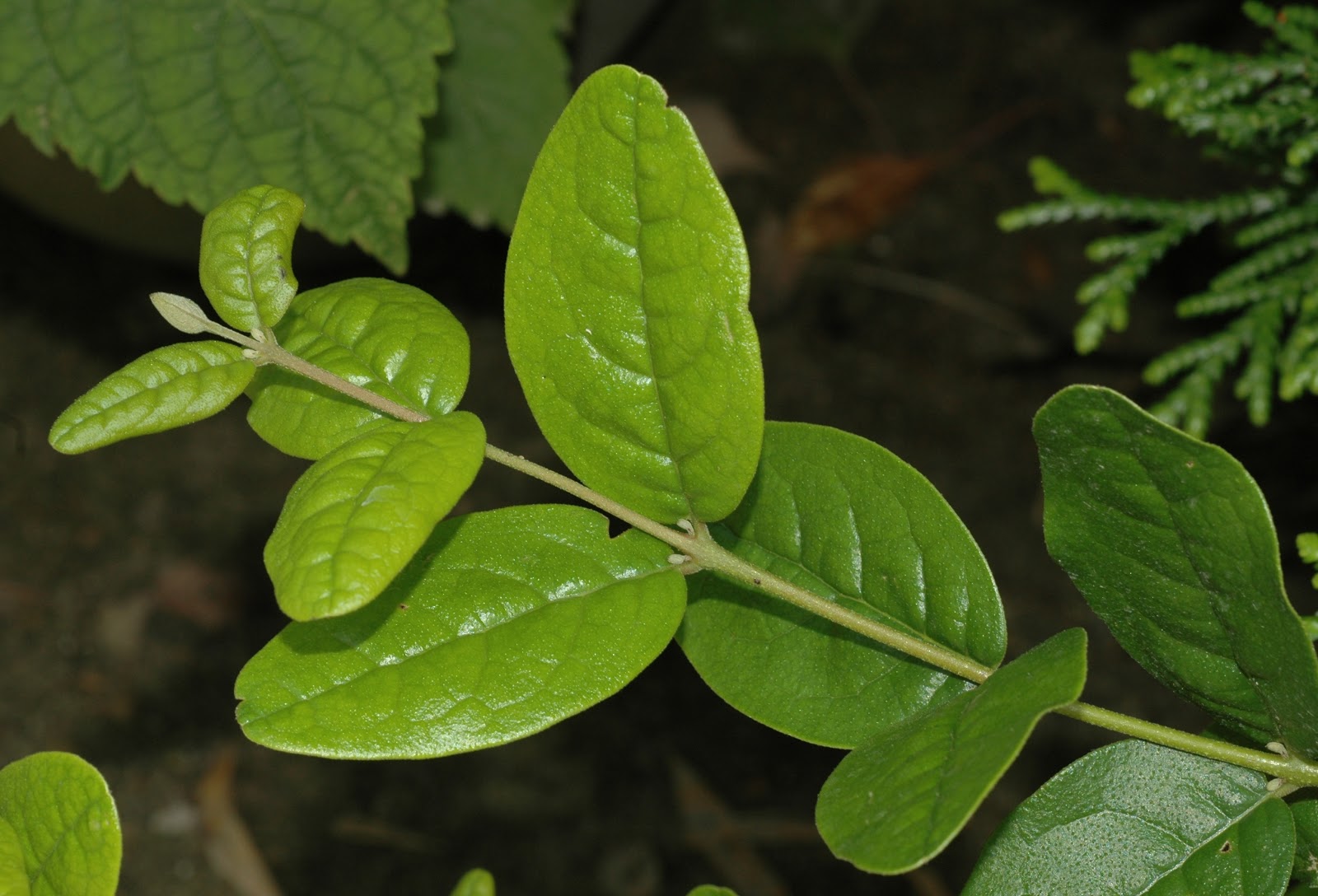 Chile Nativo: El Boldo: Un árbol medicinal
