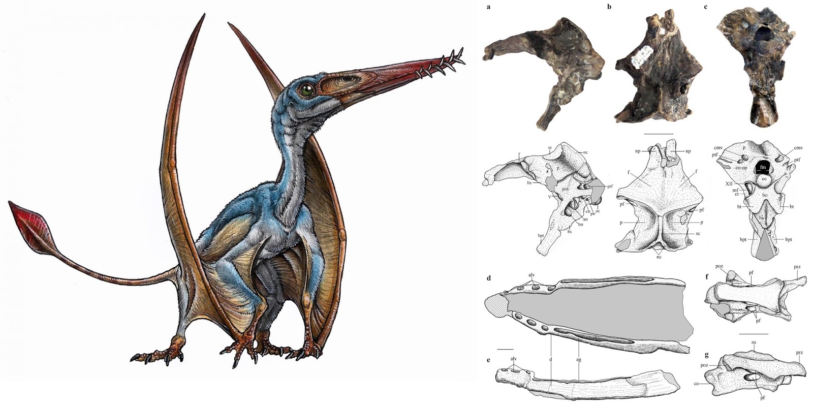 Species New to Science: [Paleontology • 2016] Allkaruen koi • A Jurassic Pterosaur from ...