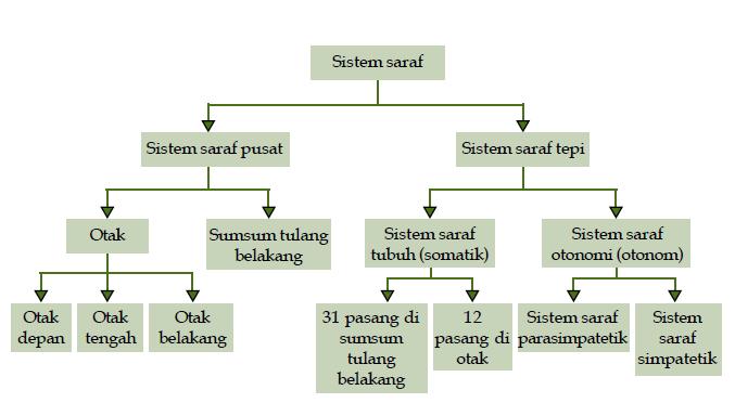 Gambar Bagan sistem saraf manusia