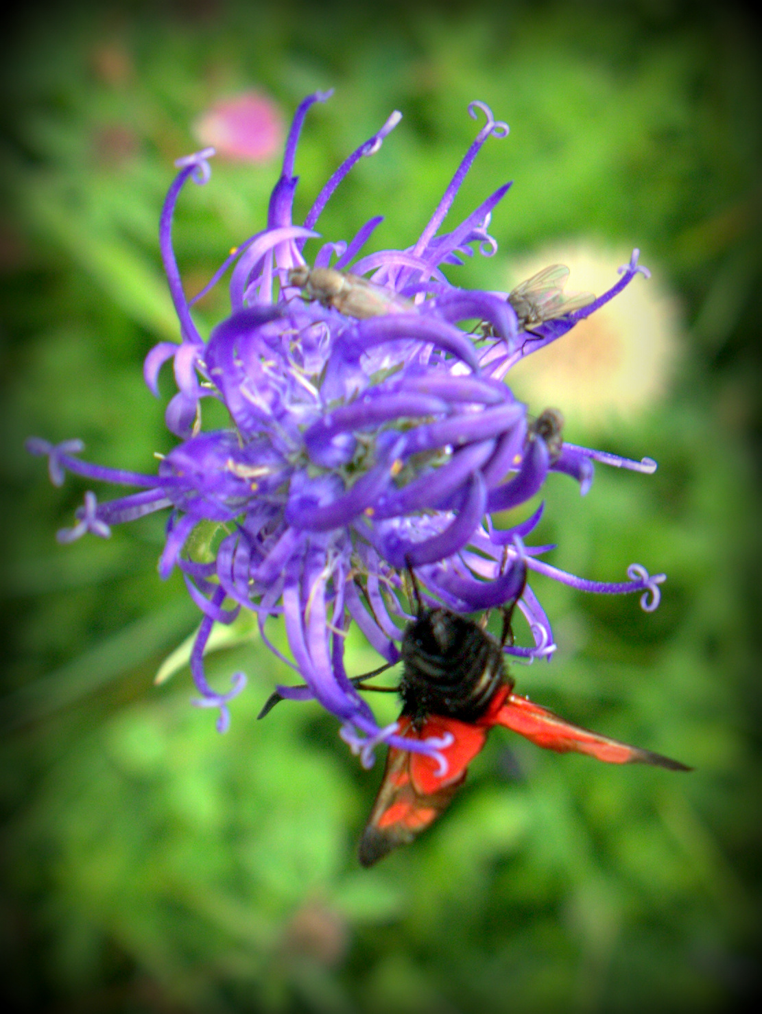 Peter Lovett's ramblings : The "Pride of Sussex", Round-headed Rampion ...
