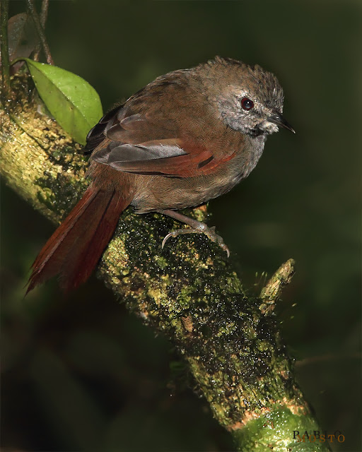 AVES NUESTRAS: PIJUI NEGRUZCO