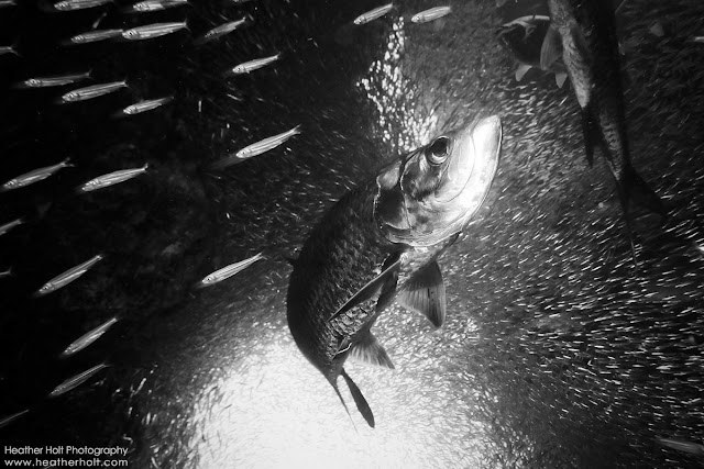 SILVER SANDS: Quick Guide to Fish ID: 10 Favorites