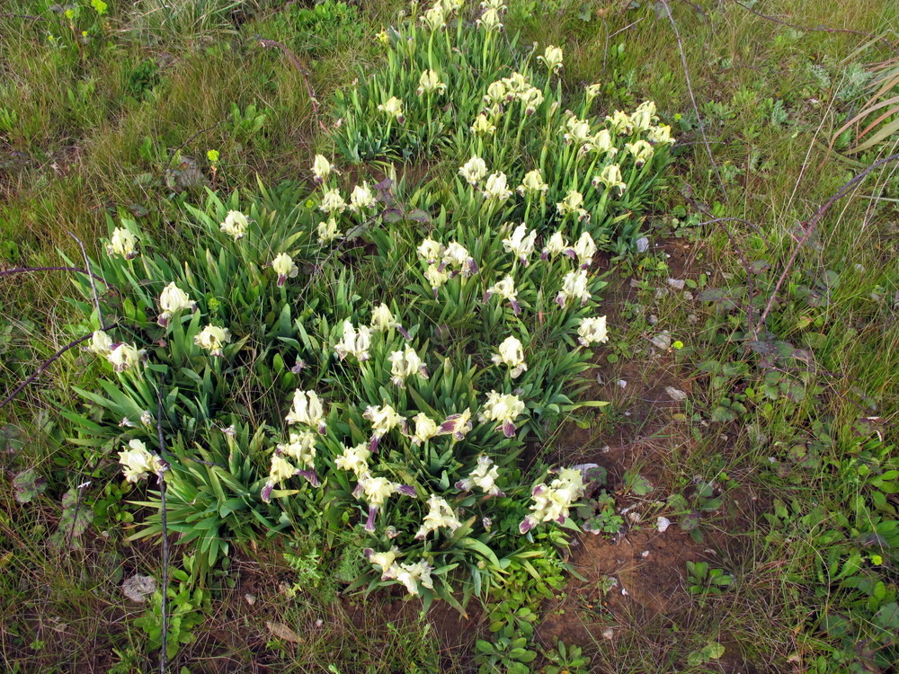 FLORA NEL SALENTO e.. anche altrove: Iris pseudopumila Tineo ...