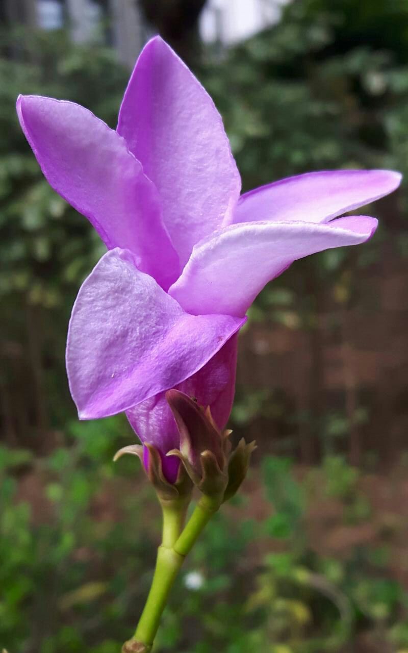 Flora campus I: Apocynaceae - Cryptostegia grandiflora R. Br.