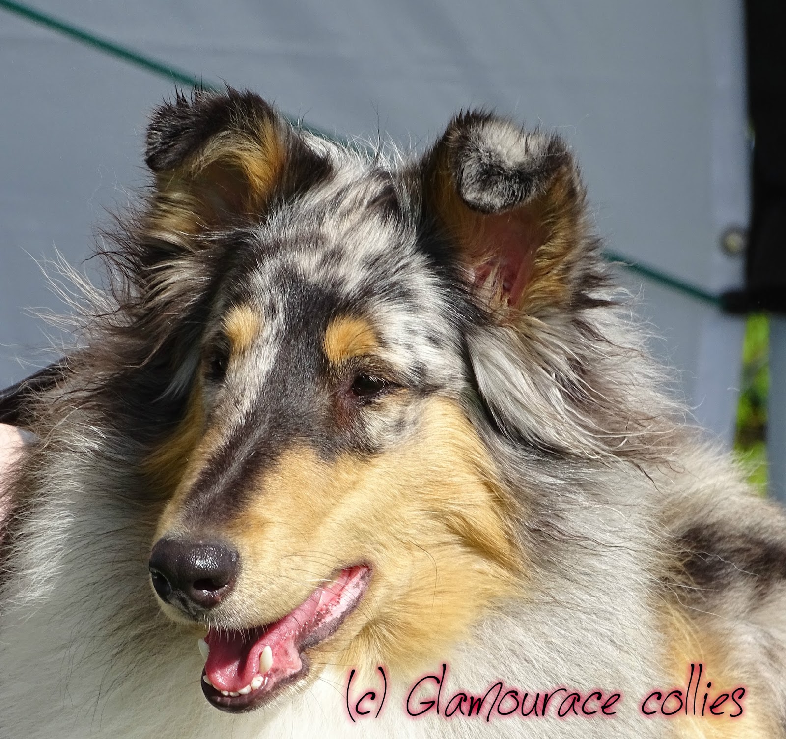 Glamourace Collies: Our collies
