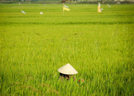 Filthy Frank - Chin Chin : Franks Journey: Welcome To The Rice Fields