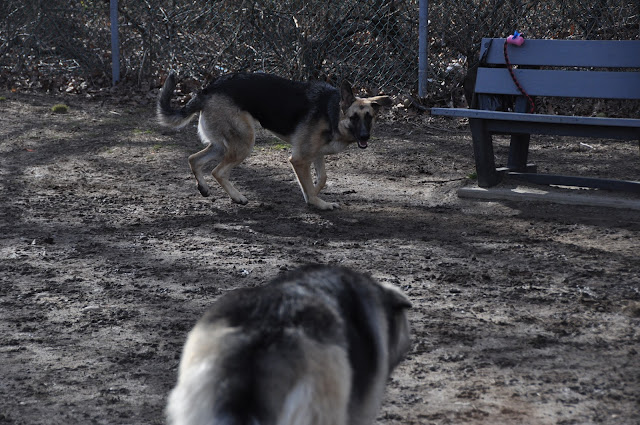 Cooper's Shiloh Shepherd Blog