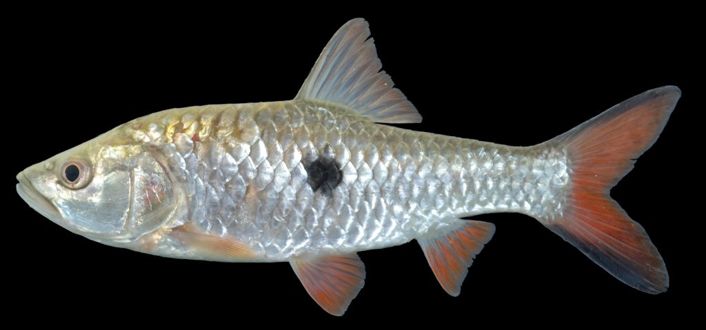 Mengenal Ikan Hampal/Hampala - Lalaukan