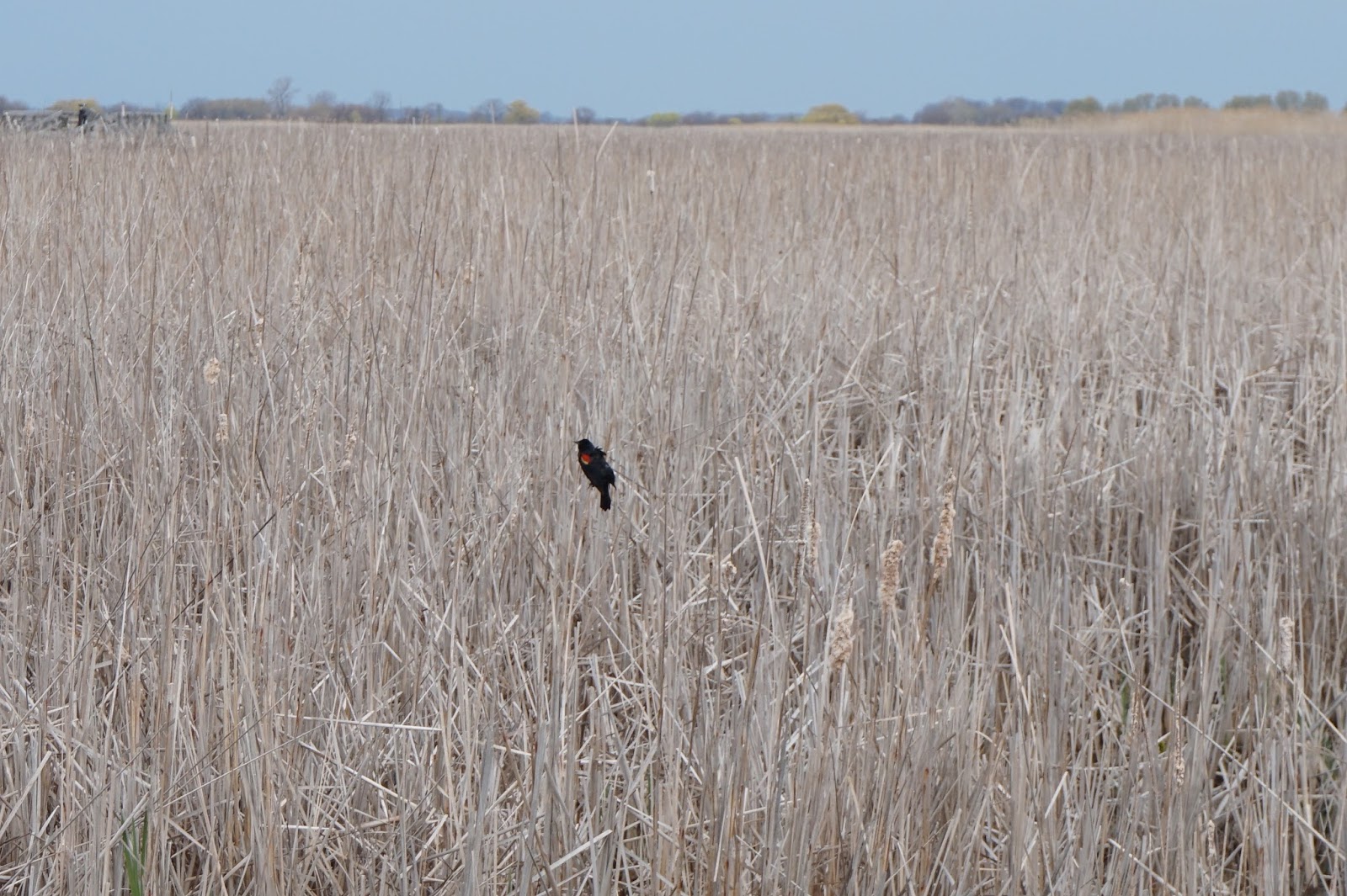 A weekend away from Toronto - Point Pelee