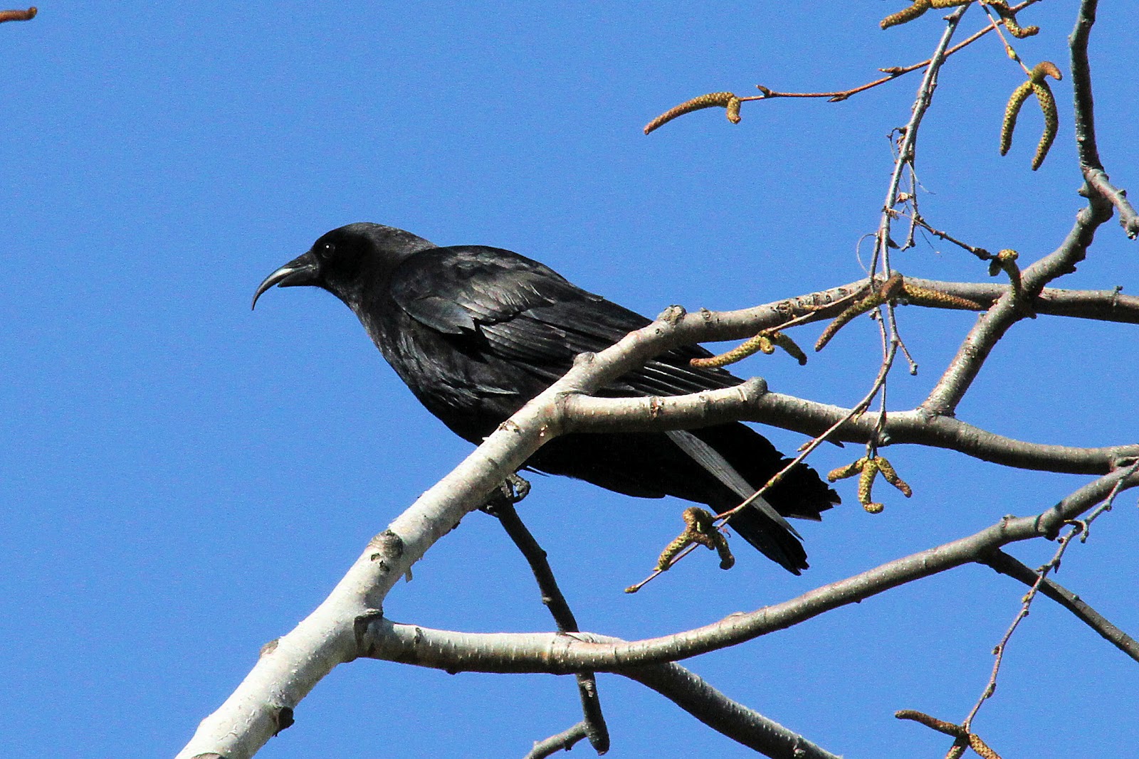 Thoughts and things: Avian keratin disorder