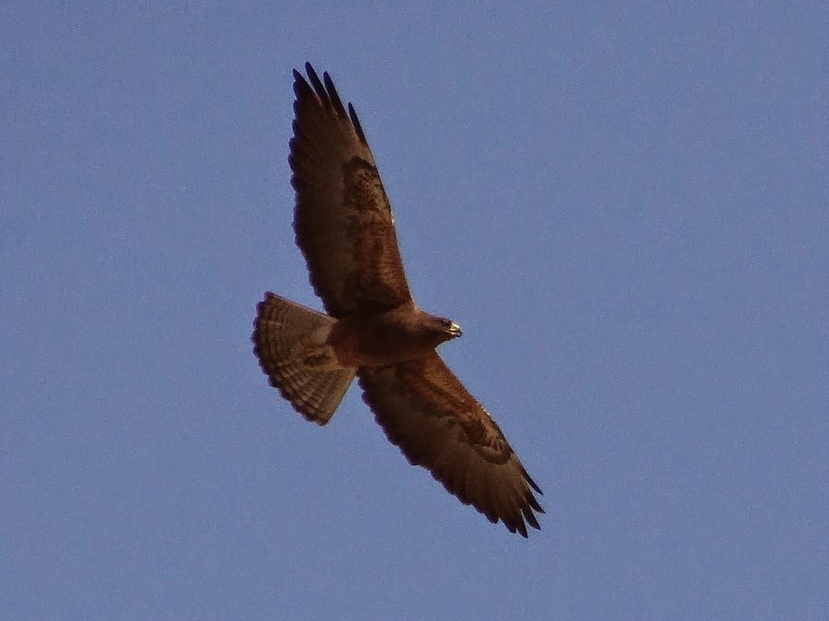 Postcards from Idyllwild: Soaring Hawks and Fat Caterpillars