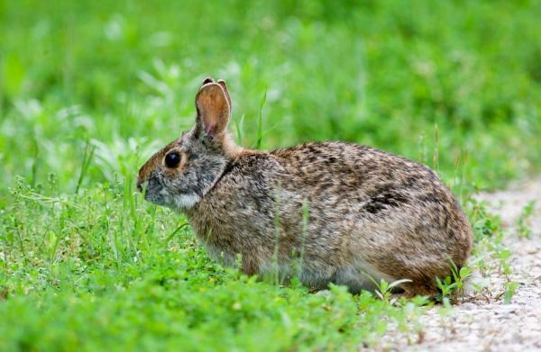 Springfield Plateau: Swamp Rabbit