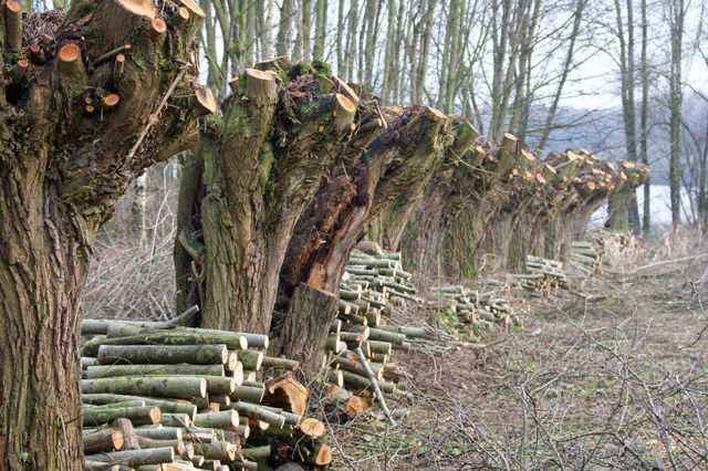 MiniMumLoon: Wilgen knotten / Pollarding of willows