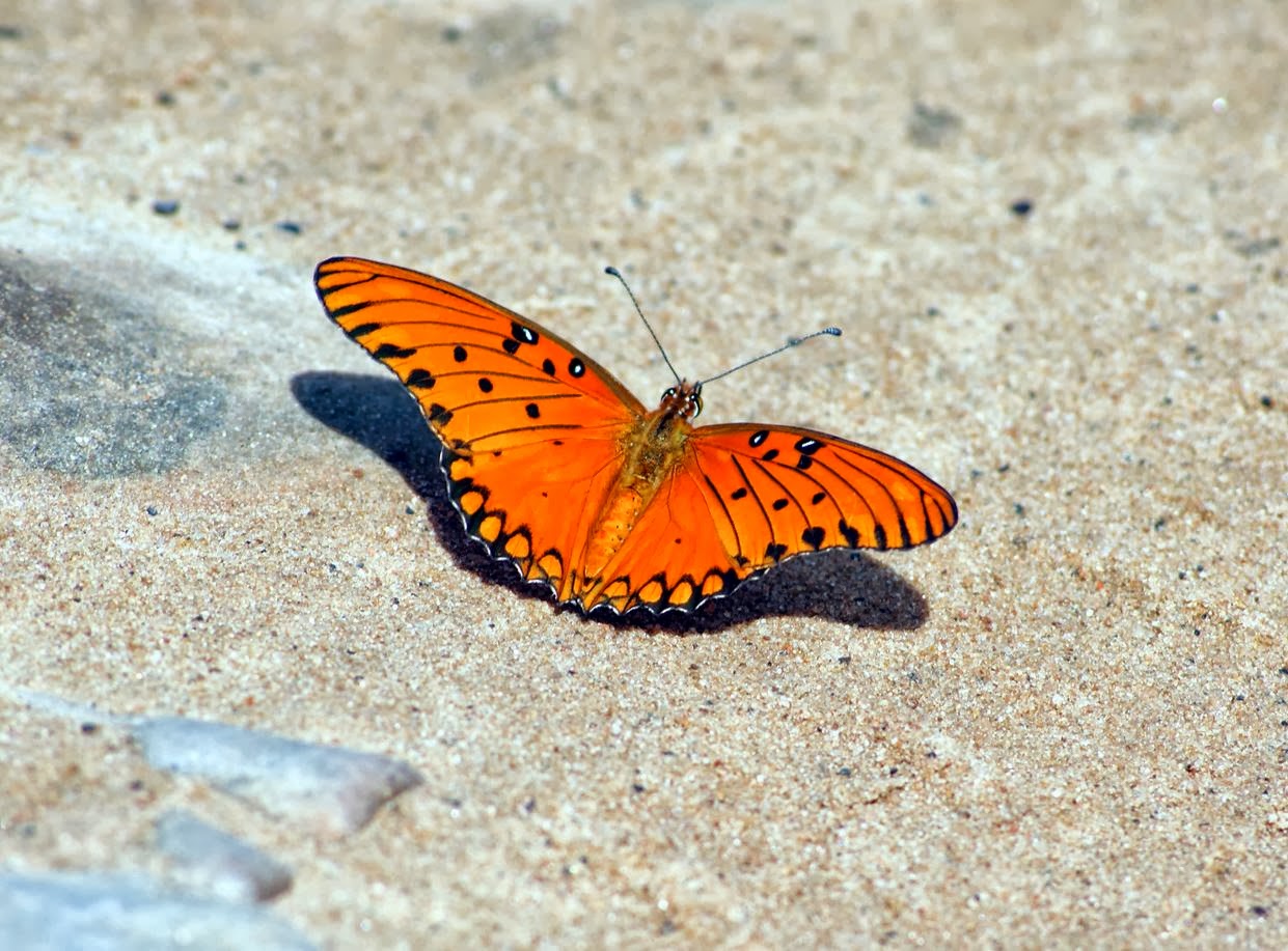 Perhoset: Oranssi perhonen