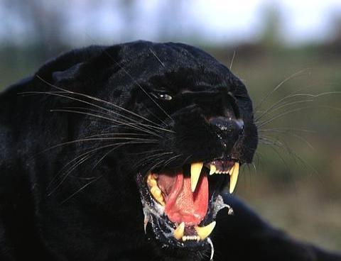 ¿Cuál es la diferencia entre las panteras y los leopardos? | Universo ...