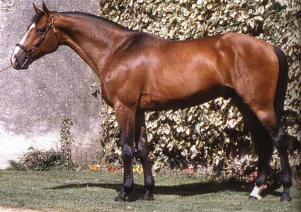 Springstone Horses: Breeding the Show Jumper - Influence of the Selle ...
