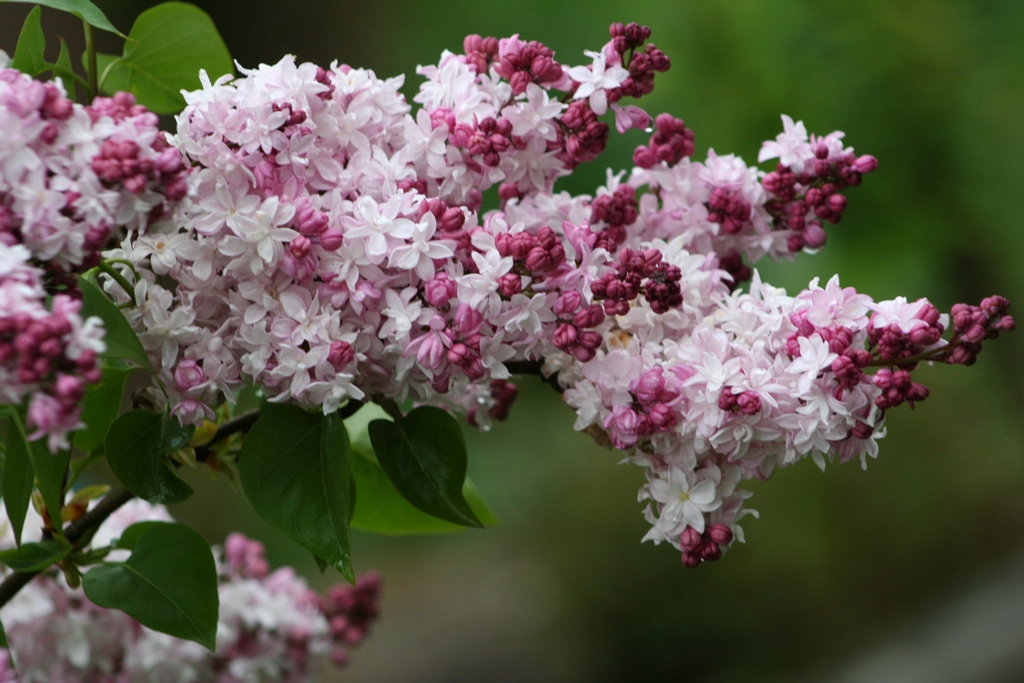 Our Garden Journal: Luscious Lilacs