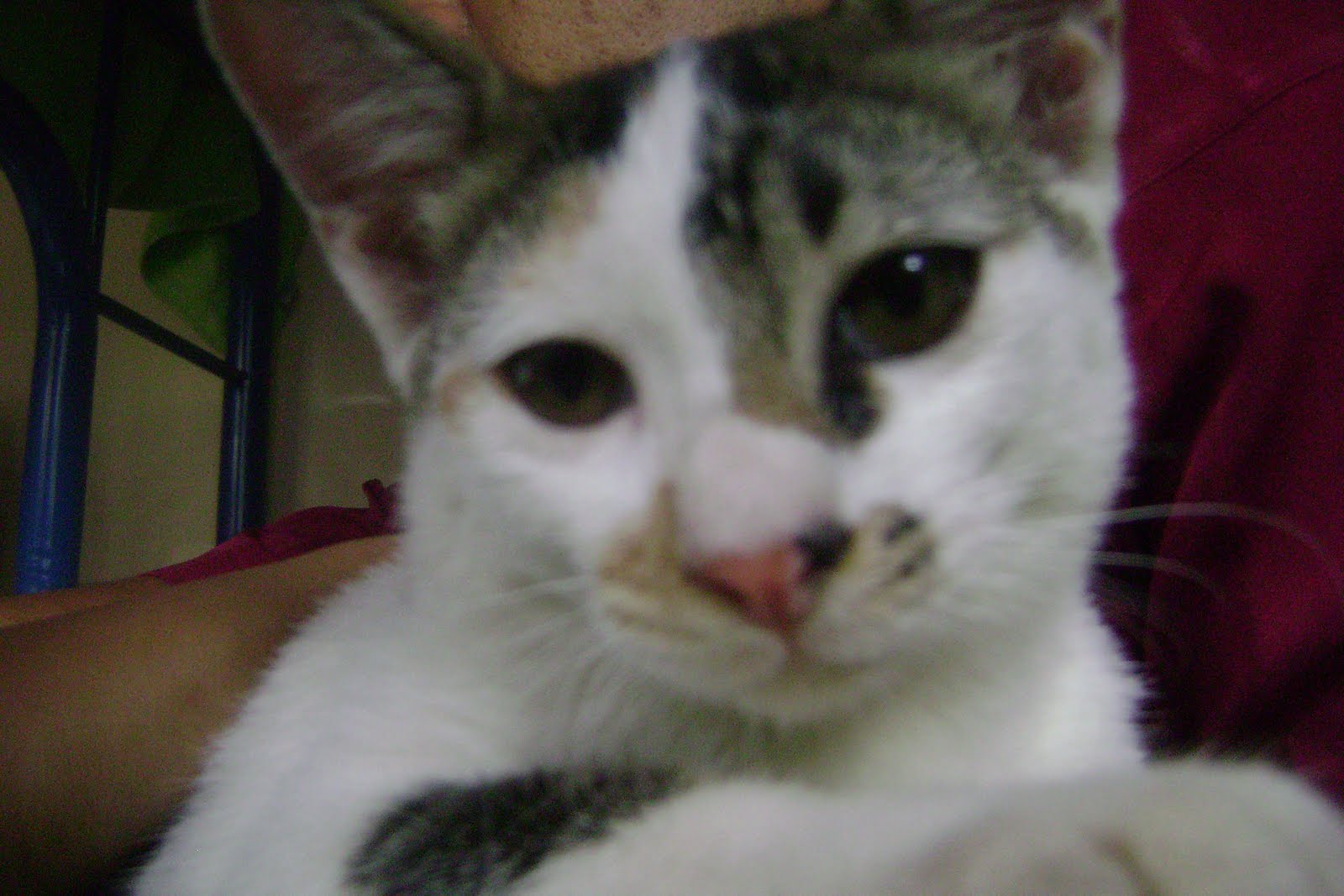 Kumpulan Kucing Senyum Terlucu