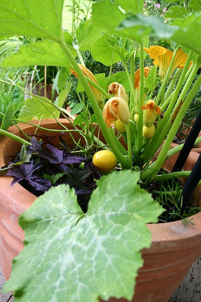 Gartensaison ist immer - Gartentipps von Eva Schumann: Zucchini im ...