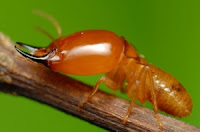 Anak Morowali : Biologi Rayap