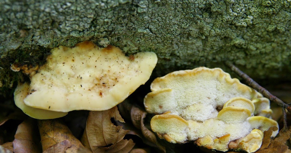 Guía de Setas y Hongos de Navarra.: Tyromyces chioneus (Fr)Karst