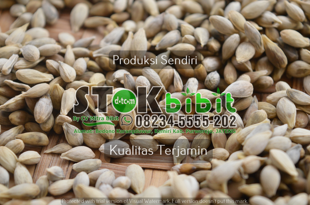 Jenitri pohon jenitri rudraksha - bibit mangga alpukat jogja