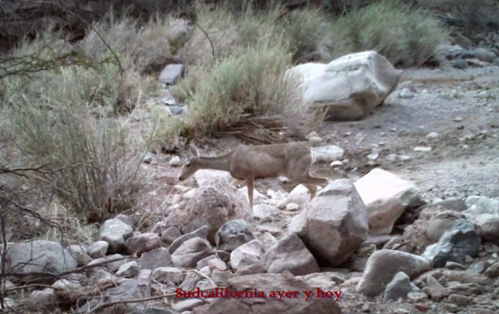 SUDCALIFORNIA DE AYER Y HOY: Fauna en Sudcalifornia.