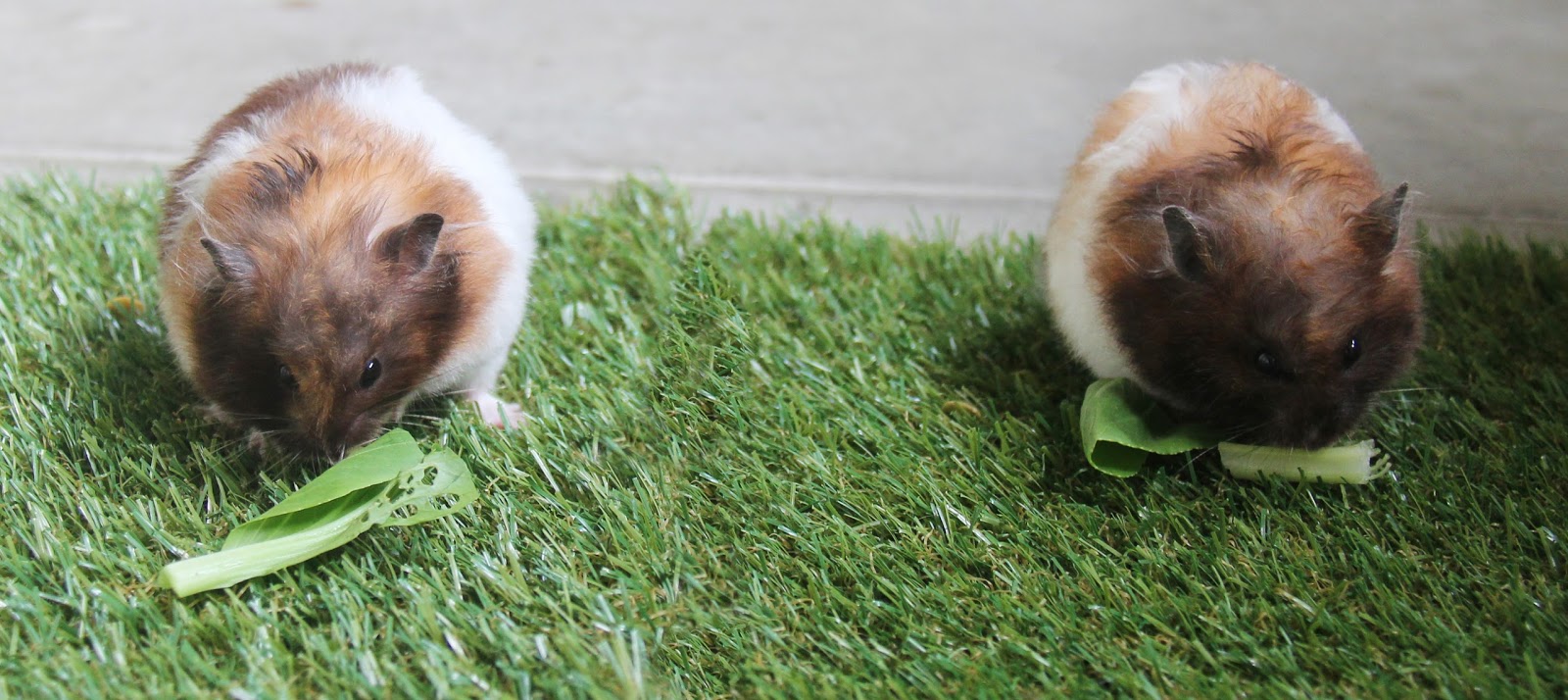 Natural PawPals: Two Gorgeous Calico Syrian Hamsters