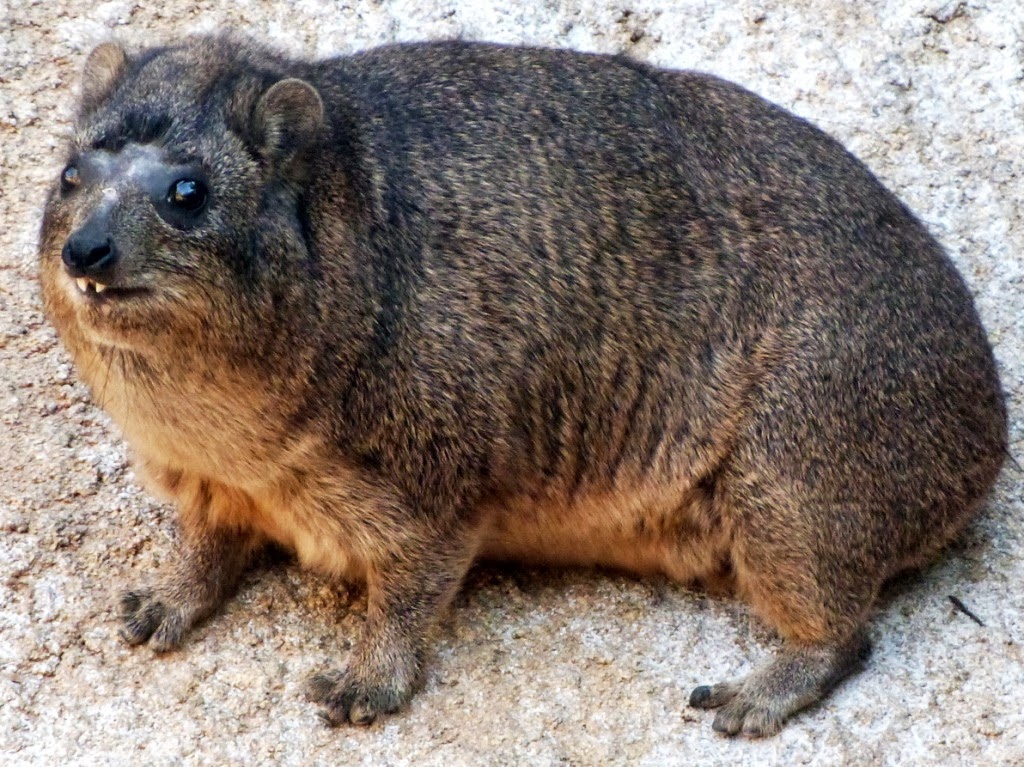 Taxonomía Chordata: Clase Mammalia Orden Chiroptera, Diprotodontia ...