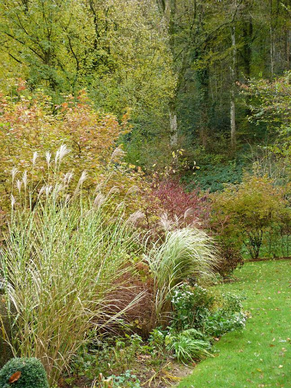 Les Pins Noirs: Acer Hersii, Cornus kousa "Great Star" ou Viburnum "Huron"