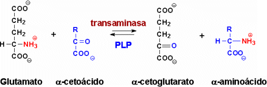 Apuntes para novat@s de Enfermería: Tema 24 - TRANSAMINACIÓN Y DESAMINACIÓN