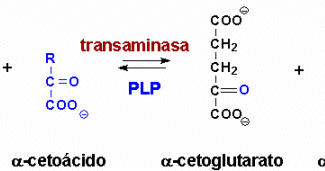 Apuntes para novat@s de Enfermería: Tema 24 - TRANSAMINACIÓN Y DESAMINACIÓN