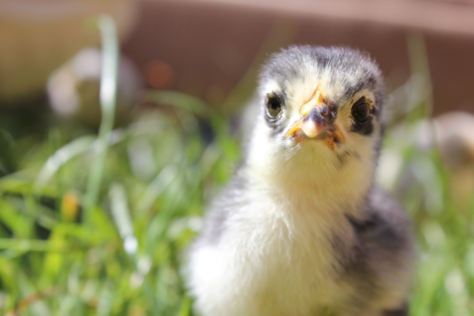 Choosing Chickens - Polish Crested - Beauty, Brains and Rusticity ...