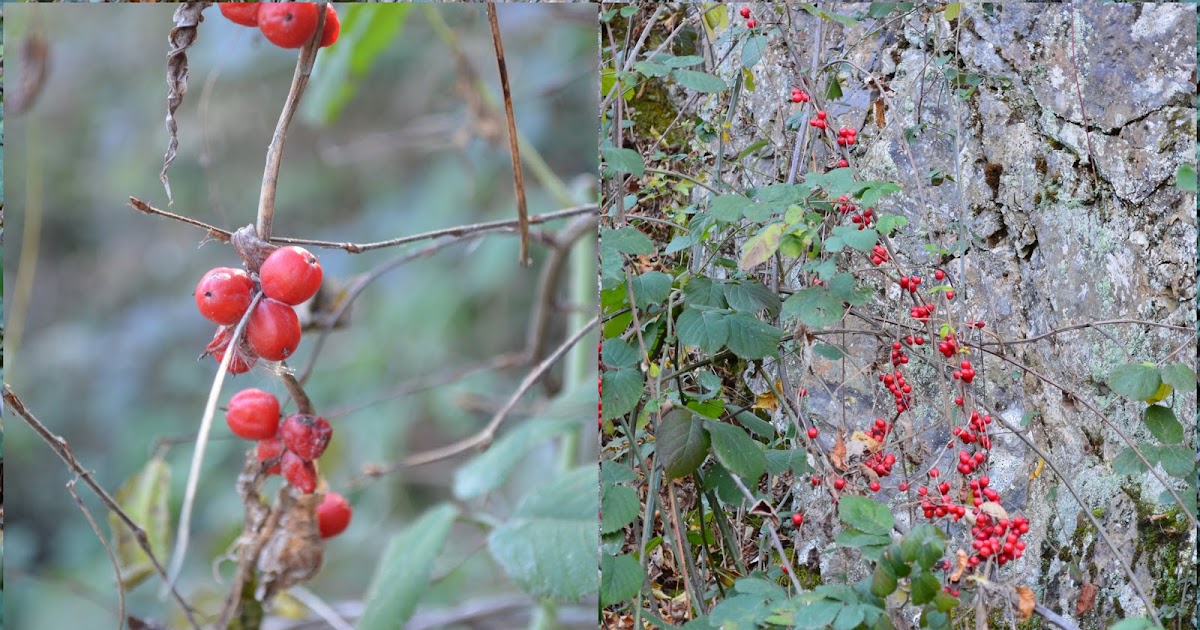 Jurnal de gradina: Fructe de padure