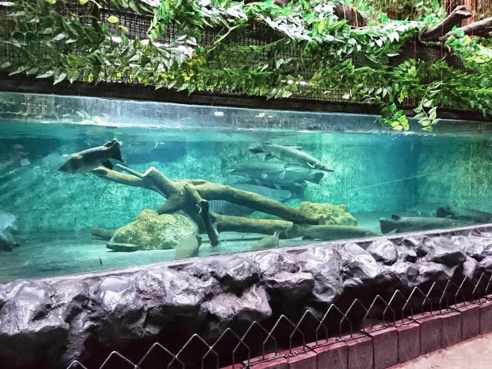 Juan Trip At A Time: Manila Ocean Park: A Guide to Exploring the Oceanarium