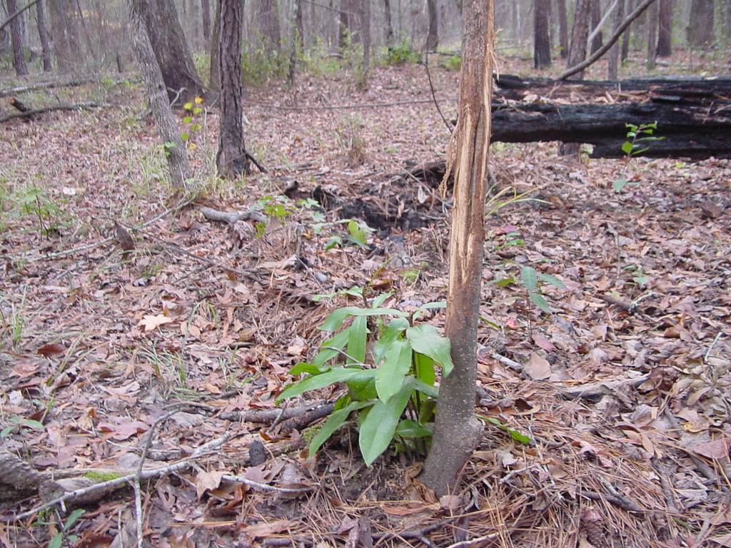 NationalForestHunter: Hunting the Sam Houston National Forest - 1998 ...