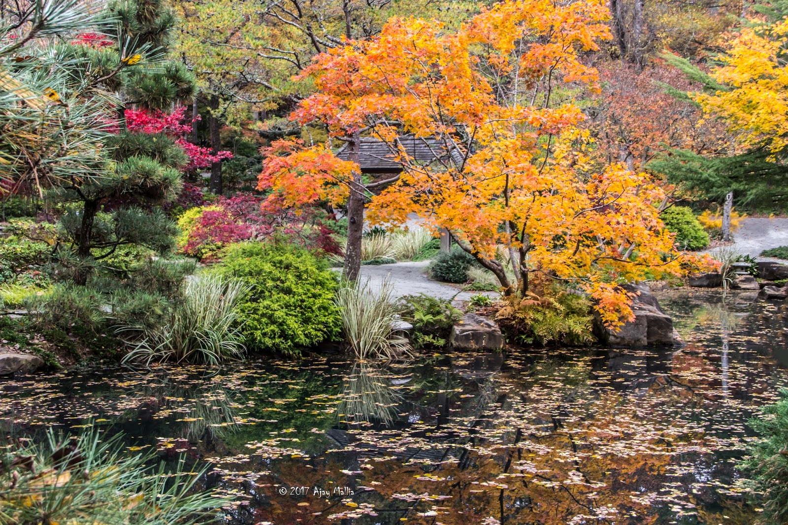 Ajay Mallia Photography: Gibbs Garden-Fall Color