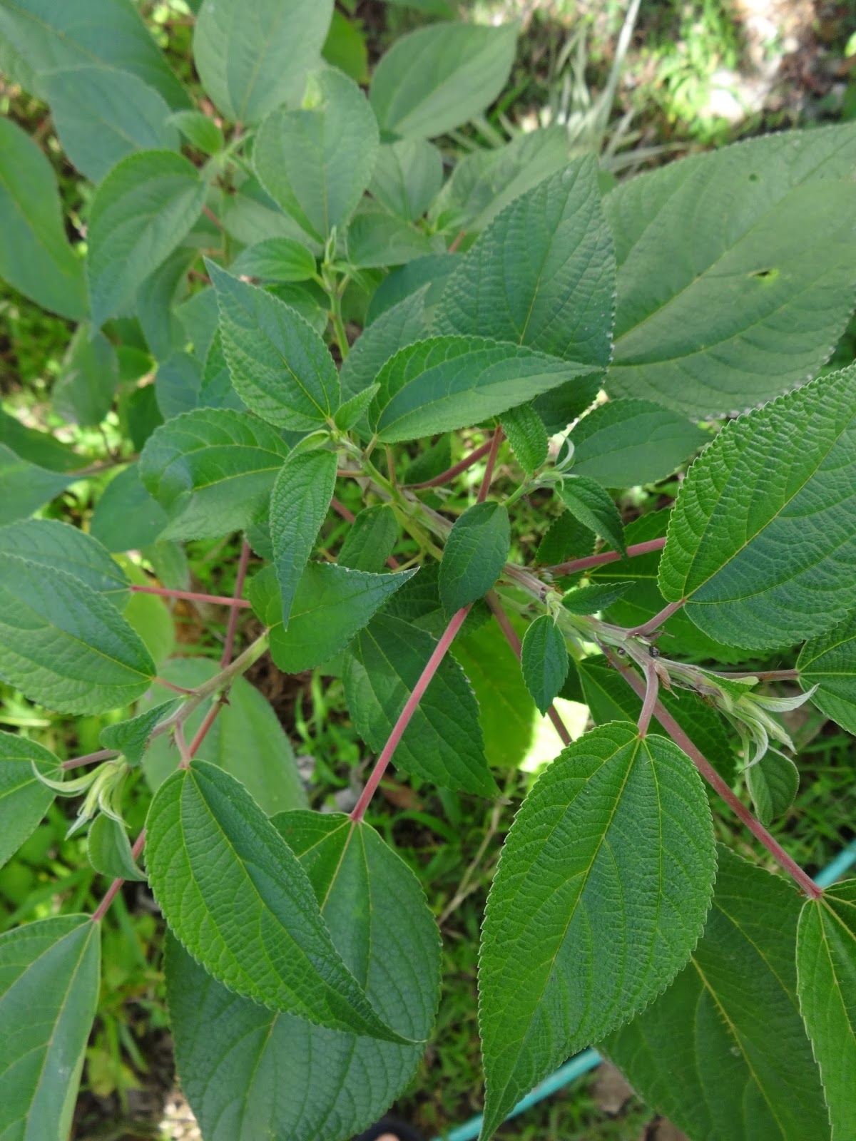 Herbs from Distant Lands: Pipturus spp. - Mamaki Tea, Handalamay, Armwe ...