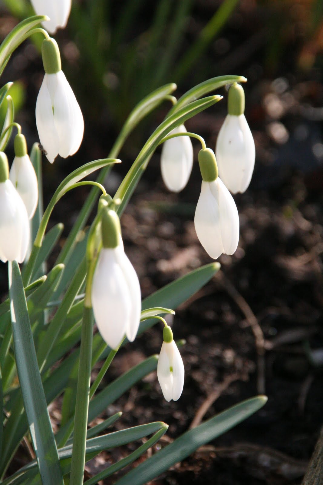 Annette Cooper Photography