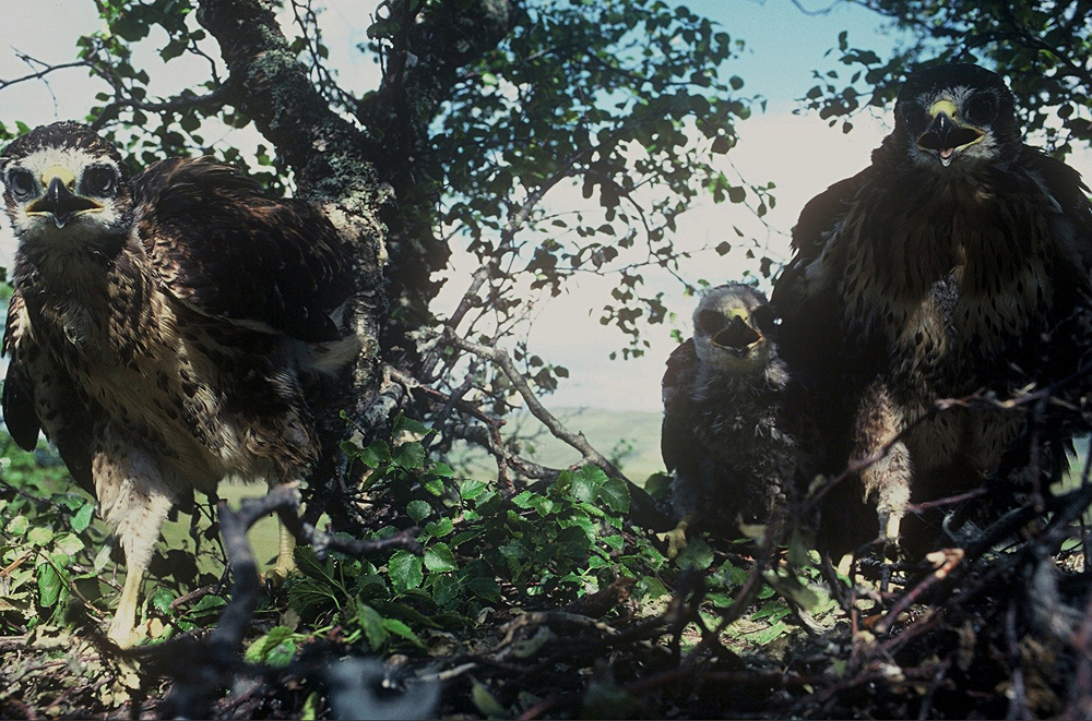 Duhallow Raptor Conservation Project: Buzzards in Duhallow