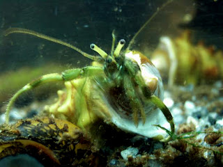 Aquasnail: Clibanarius africanus