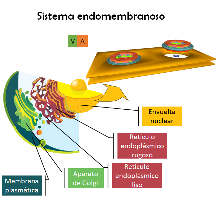 BIOLOGÍA MOLECULAR Y CELULAR : SISTEMA ENDOMEMBRANAS