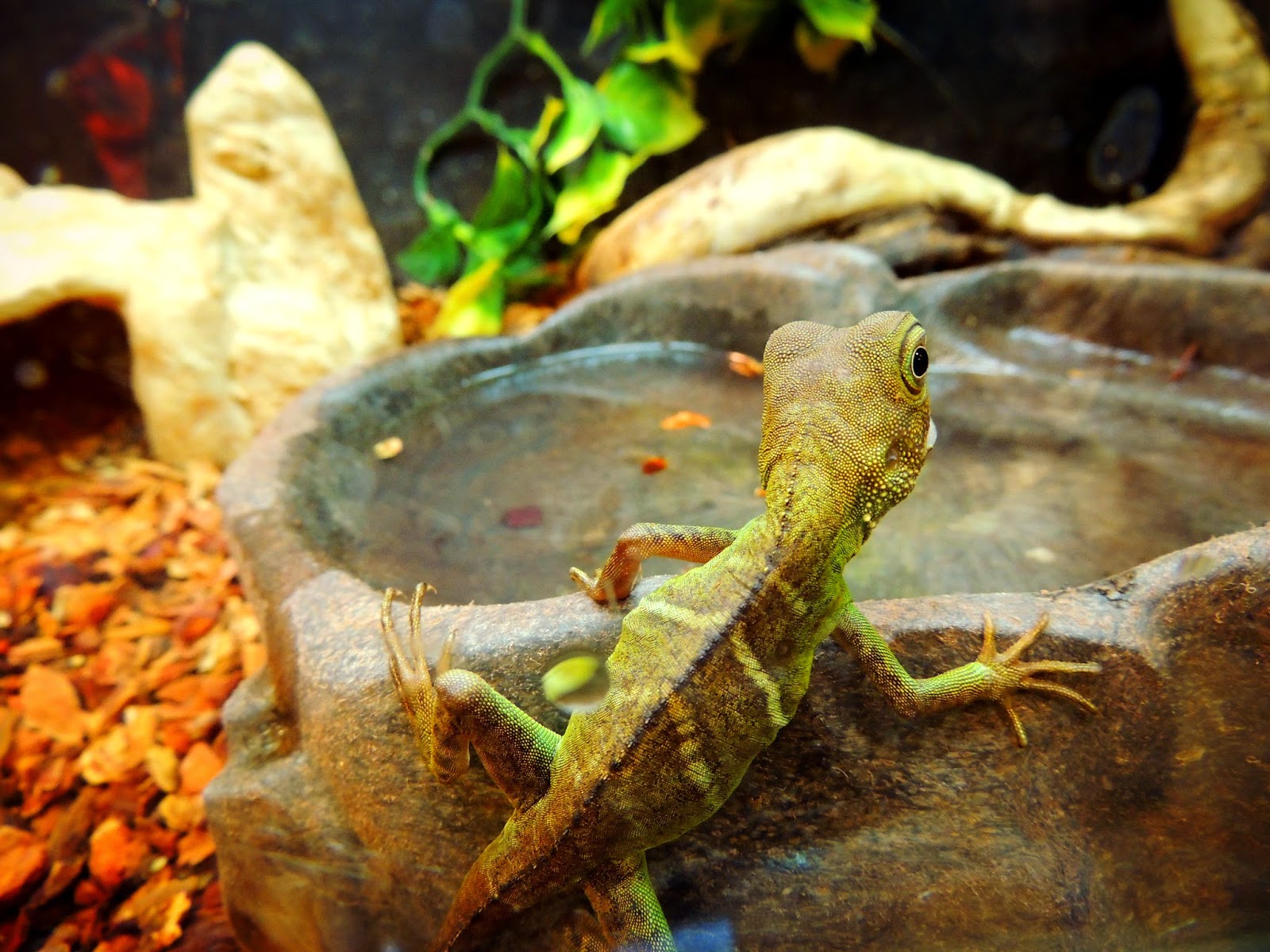 Let Your Light Shine: Meet A Real Baby Dragon!